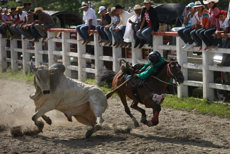 Coleo en acacias Meta