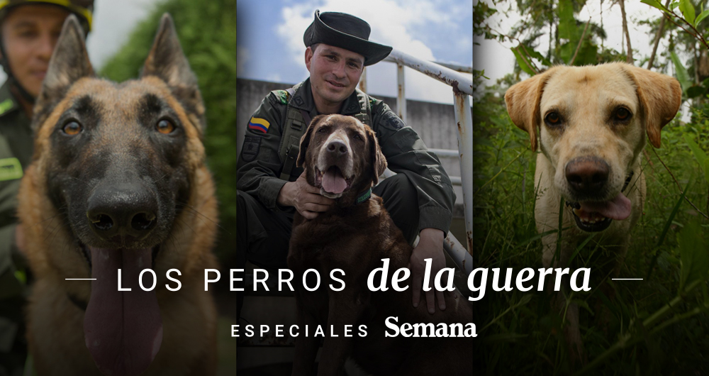 Los perros de la guerra - Especiales Semana