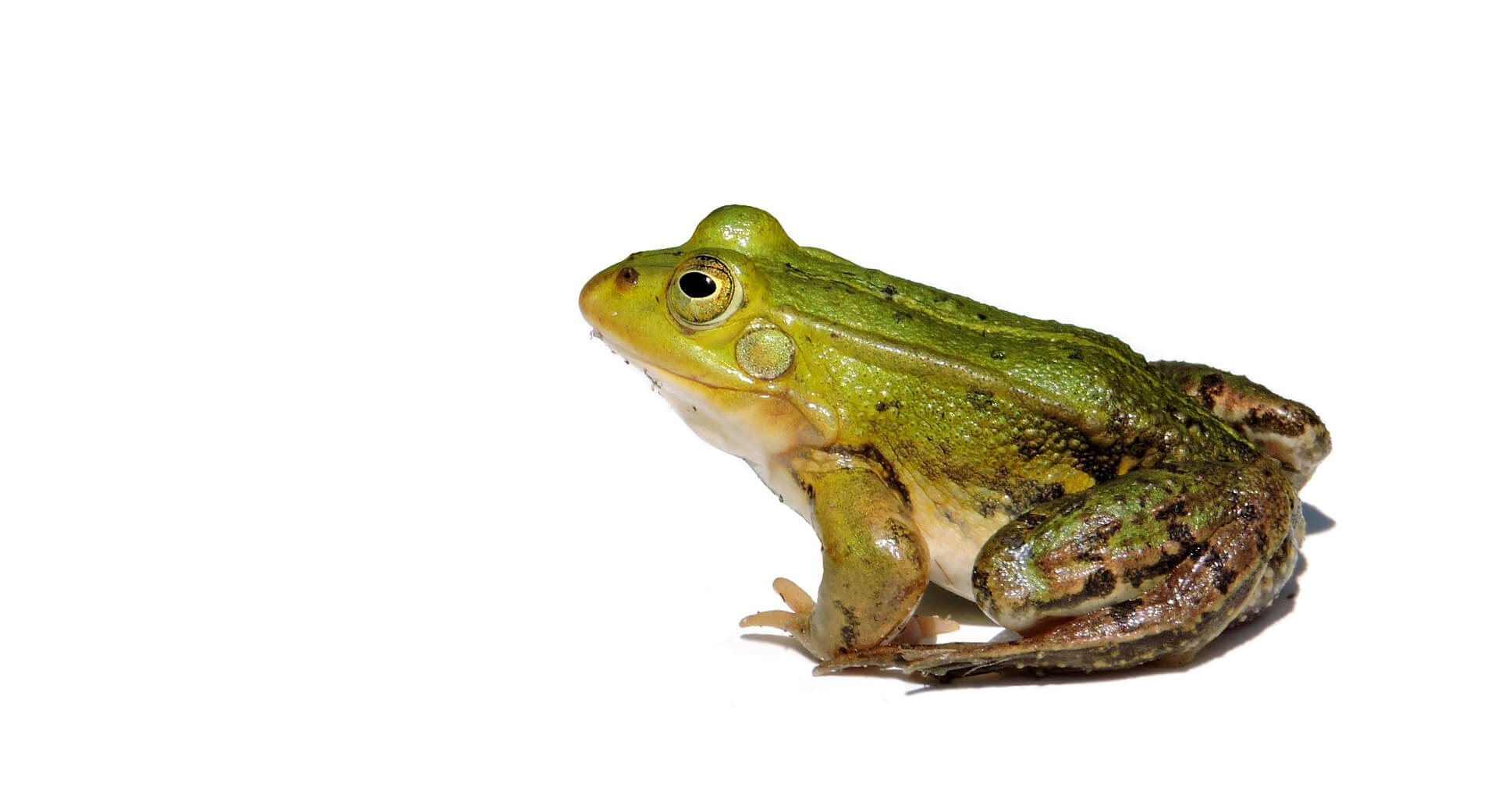 Las ranas Colombianas y sus 10 sonidos mas particulares